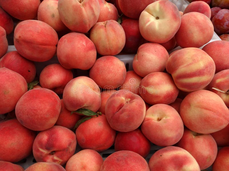 La pesca, prunus persica, fotografia stock. Immagine di podere - 33699708