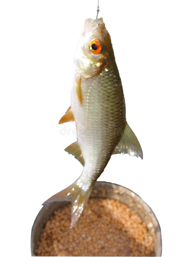 Pesca Del Escarcho En Trigo. Imagen de archivo - Imagen de aleta ...