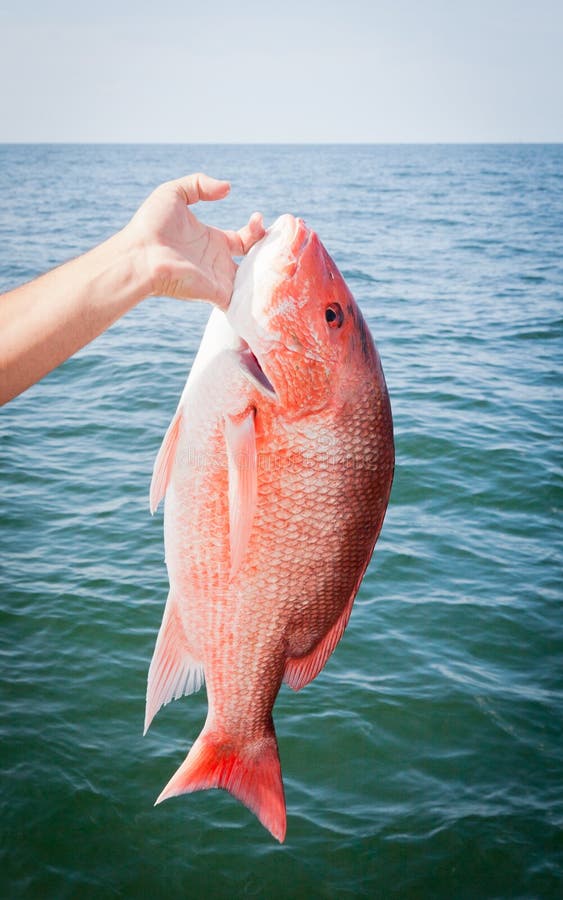 Pesca Deportiva Costa Afuera: Pargo Rojo Imagen de archivo - Imagen de ...