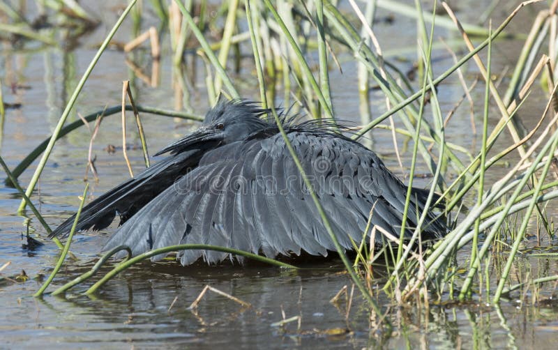 Pesca negra de la garza foto de archivo. Imagen de negro - 50065904