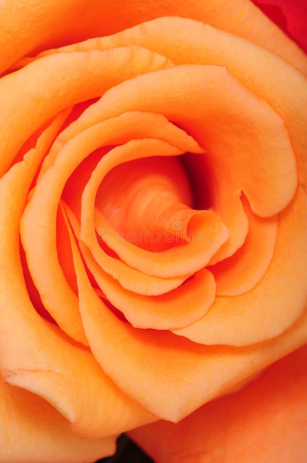 Rosa color pesca immagine stock. Immagine di classico - 1399153