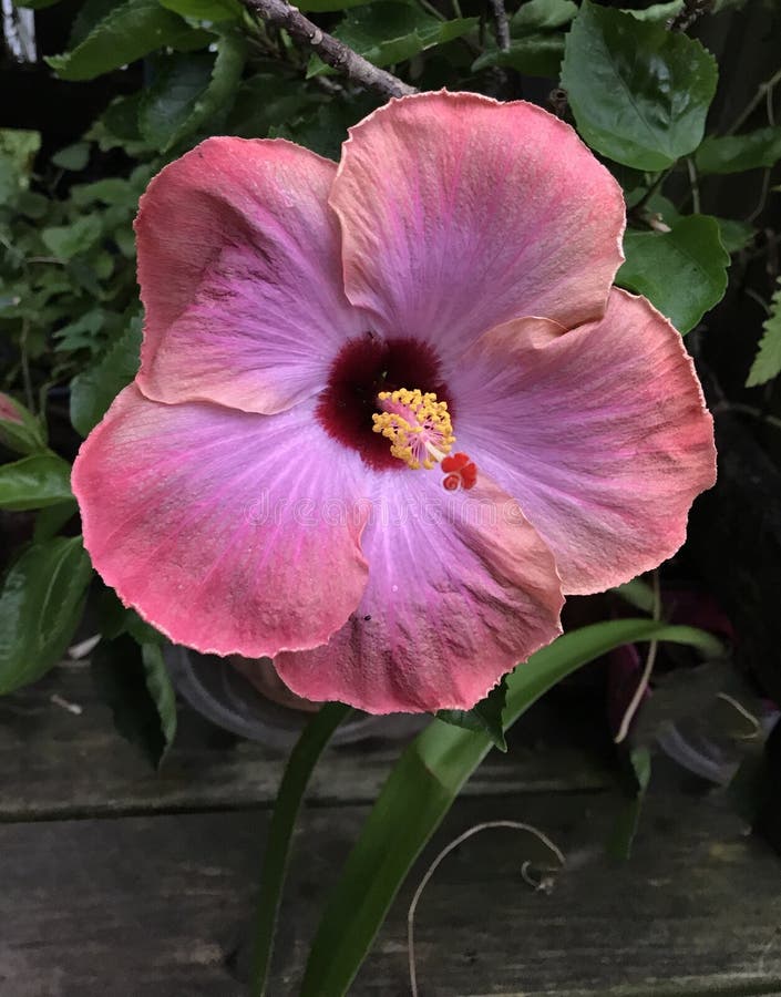 Pesca Rosa Ed Ibisco Colorato Malva Fotografia Stock - Immagine di rosa ...