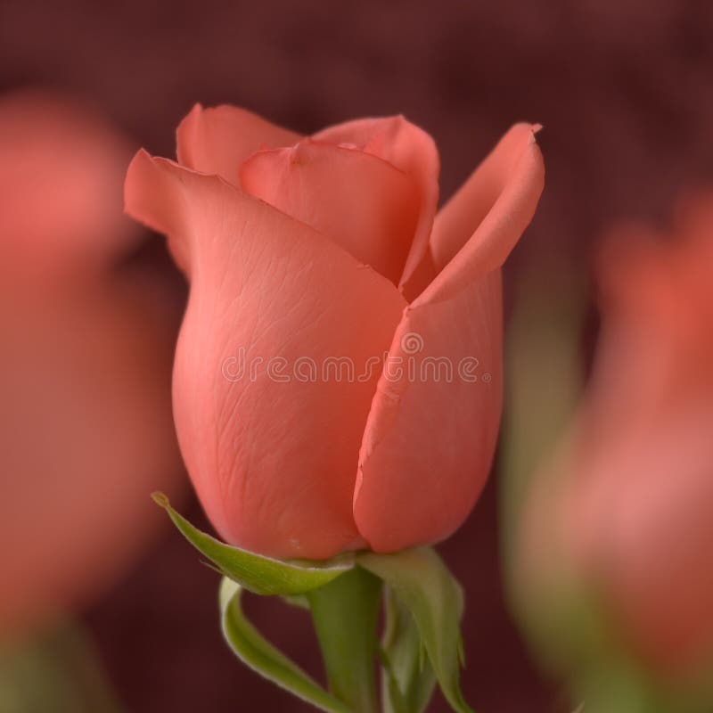 Pesca Rose_4050-1 immagine stock. Immagine di foglio, pesca - 1151103