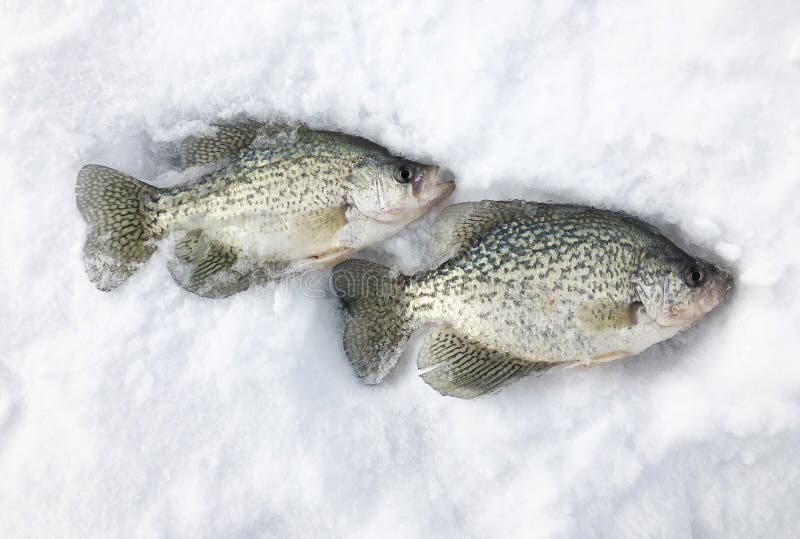 Pesca Travada Dois Tipos De Peixe Do Gelo Foto de Stock - Imagem de ...