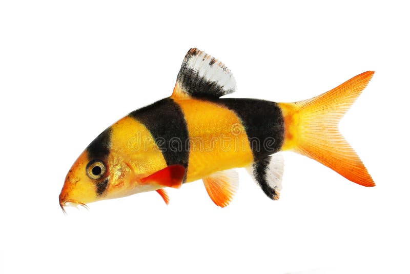 Pescado Botia Botia Botia Botia Macracanthus Macracanthus Imagen de ...