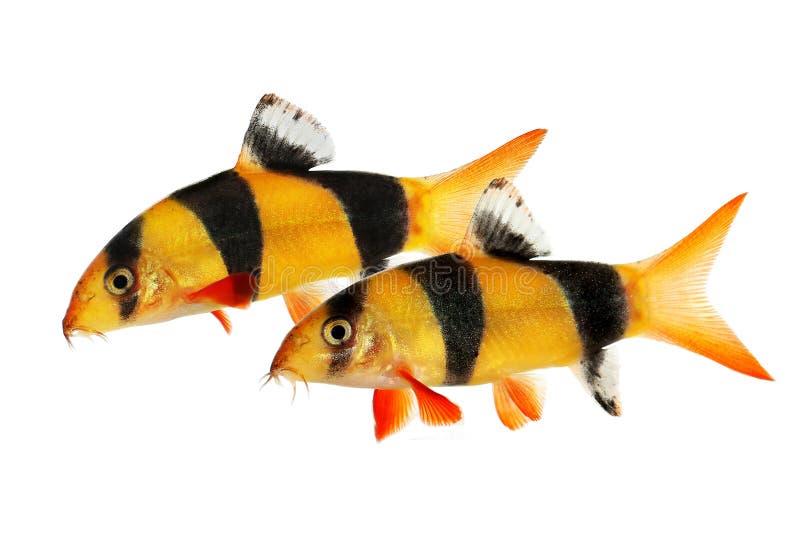 Pescado Botia Botia Botia Botia Macracanthus Macracanthus Imagen de ...