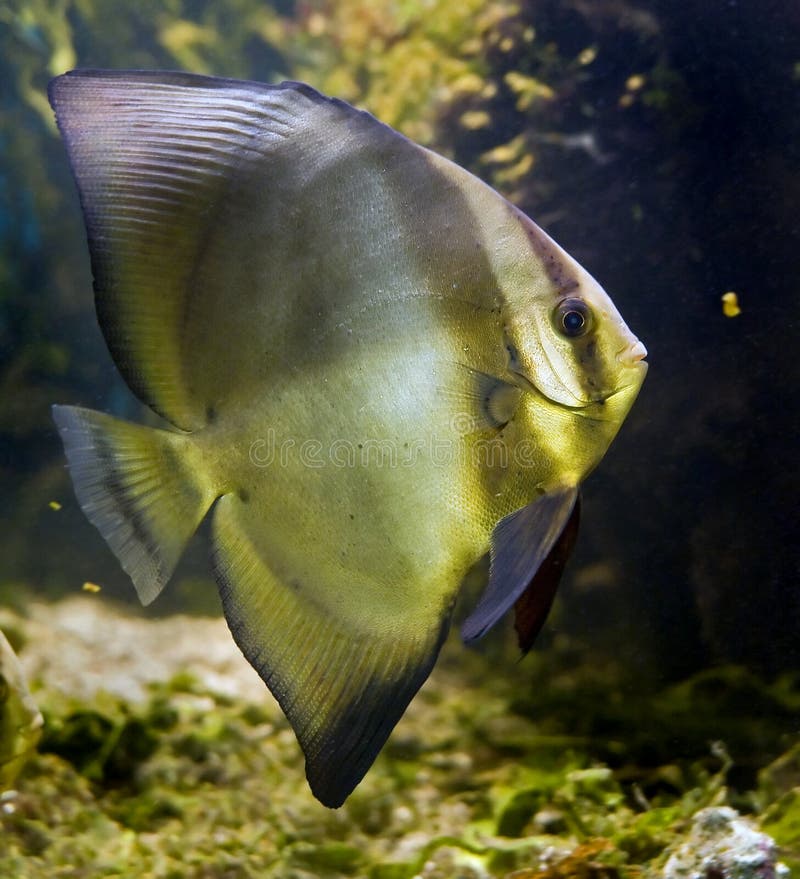 Pez murciélago 1 foto de archivo. Imagen de marina, pescados - 5977942