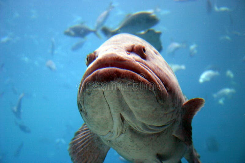 11,449 Labios De Los Pescados Fotos de stock - Fotos libres de regalías ...