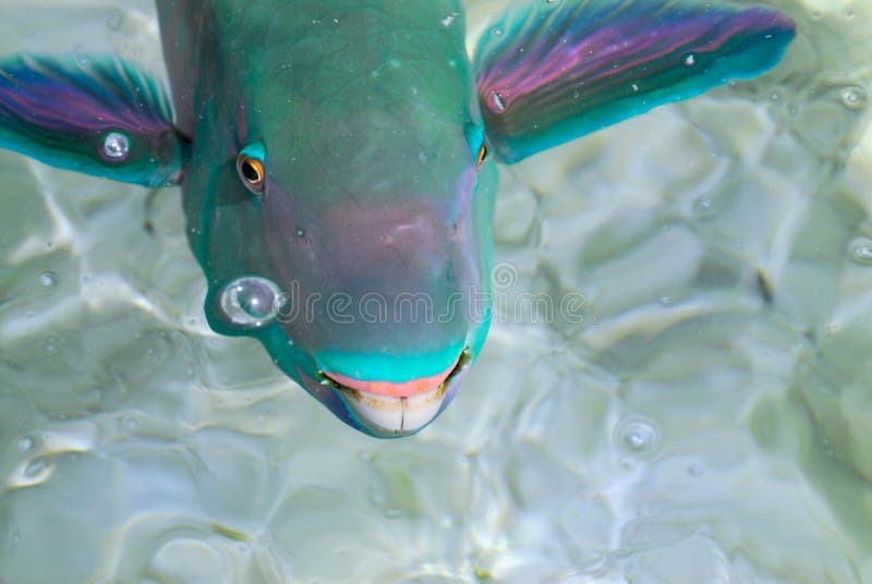 Pescados Con Los Labios Grandes Fotos de stock - Fotos libres de ...