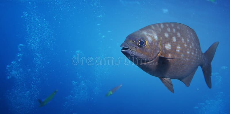 Pescados con los dientes imagen de archivo. Imagen de submarino - 29133617