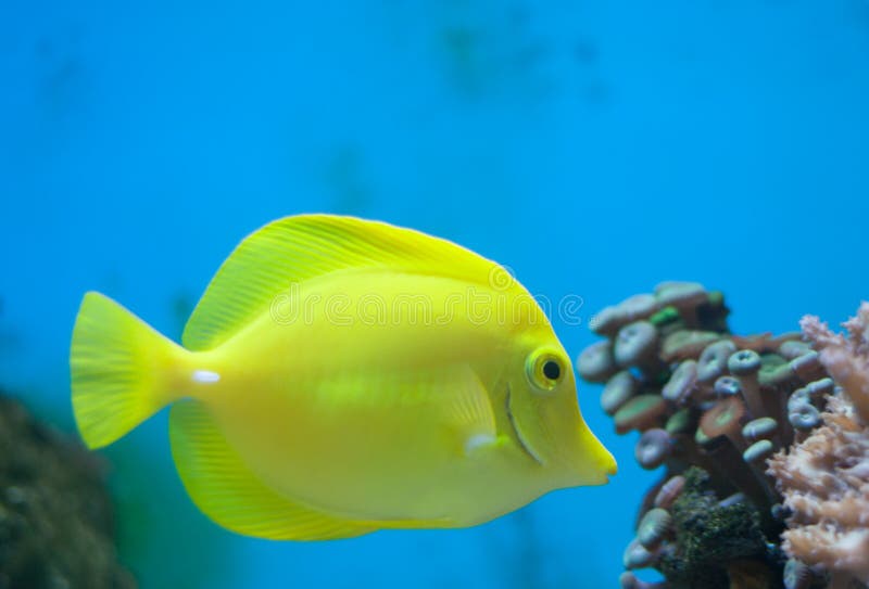 Pescados Amarillos Del Sabor Foto de archivo - Imagen de brillante ...