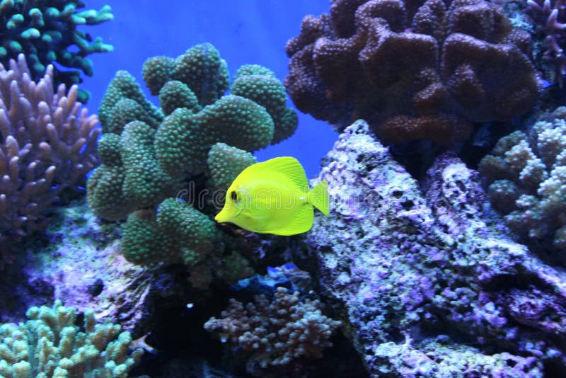 Pescados Amarillos En Acquarium Imagen de archivo - Imagen de agua ...