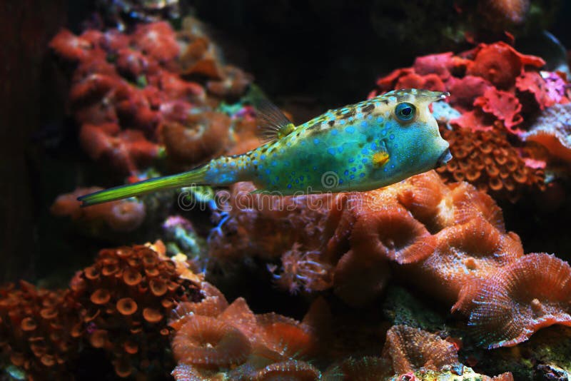 Pescados azules foto de archivo. Imagen de aleta, coral - 33731184
