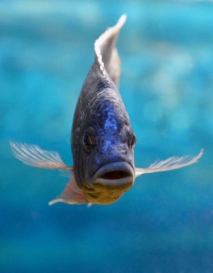 Pescados azules foto de archivo. Imagen de acuario, amarillo - 47149160