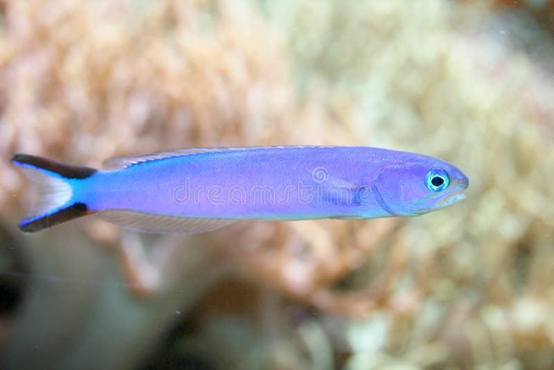 Pescados azules imagen de archivo. Imagen de delgado - 64774331