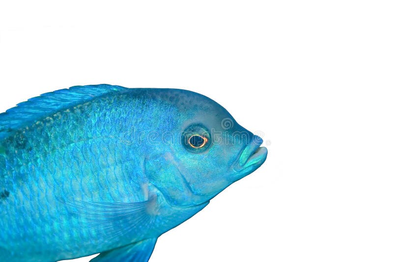 Pescados azules foto de archivo. Imagen de boca, blanco - 7381584
