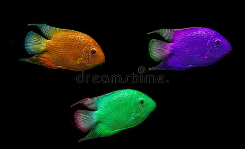 Pescados coloreados imagen de archivo. Imagen de acuario - 50573471