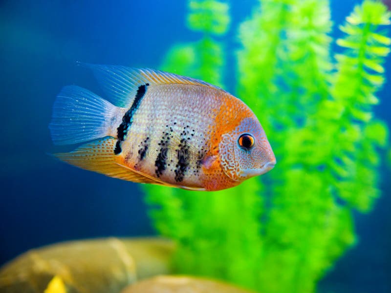 Pescados coloridos foto de archivo. Imagen de grande - 14402206