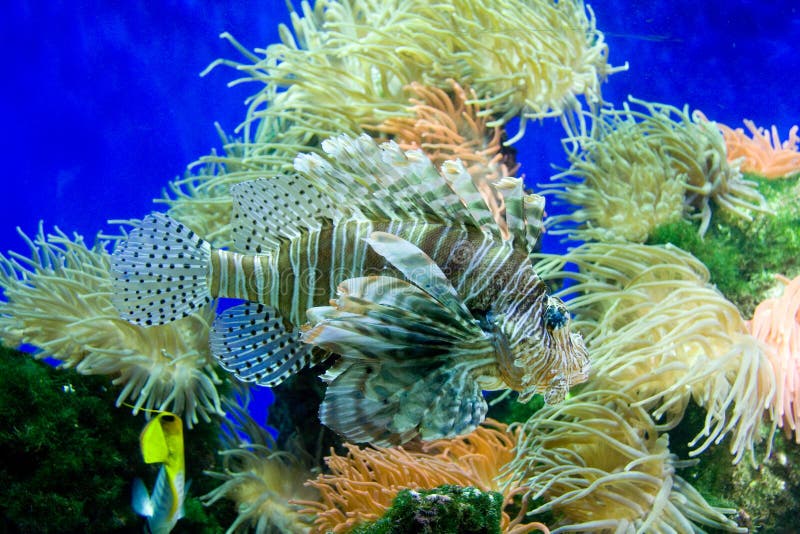 Pescados coloridos foto de archivo. Imagen de nadada, especie - 5915142