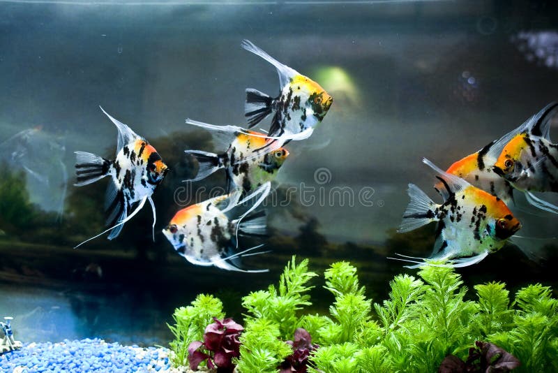 Pescados coloridos imagen de archivo. Imagen de vida, tropical - 7016957