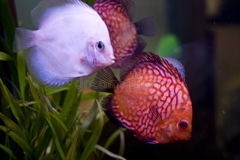 Peces coloridos foto de archivo. Imagen de coral, profundamente - 7071864