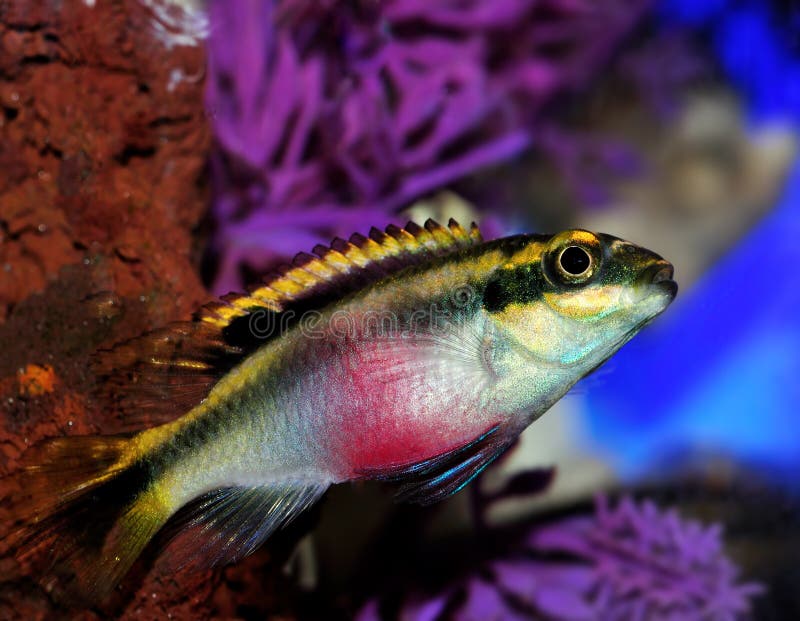 Peces de acuario coloridos foto de archivo. Imagen de escoria - 23320578
