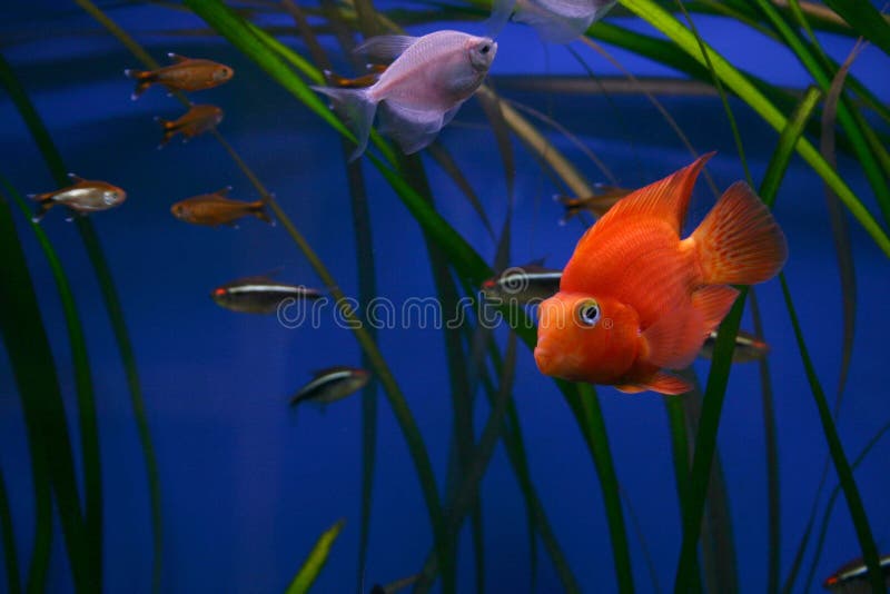 Pescados Coloridos Del Acuario Imagen de archivo - Imagen de animales ...