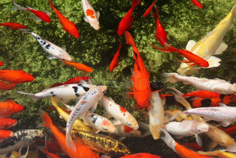 Pescados Coloridos Tropicales Imagen de archivo - Imagen de vida ...