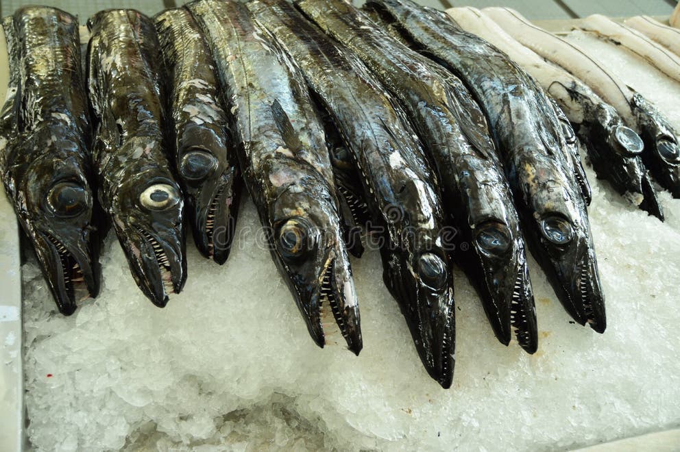 Pescados con los dientes imagen de archivo. Imagen de hielo - 99372461