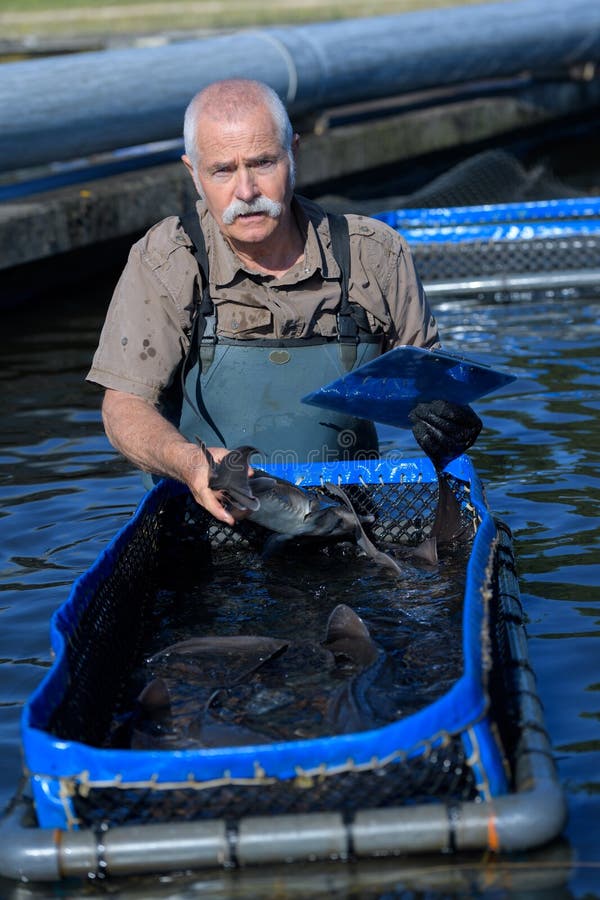 Granjero De Los Pescados En Agua Imagen de archivo - Imagen de mojado ...