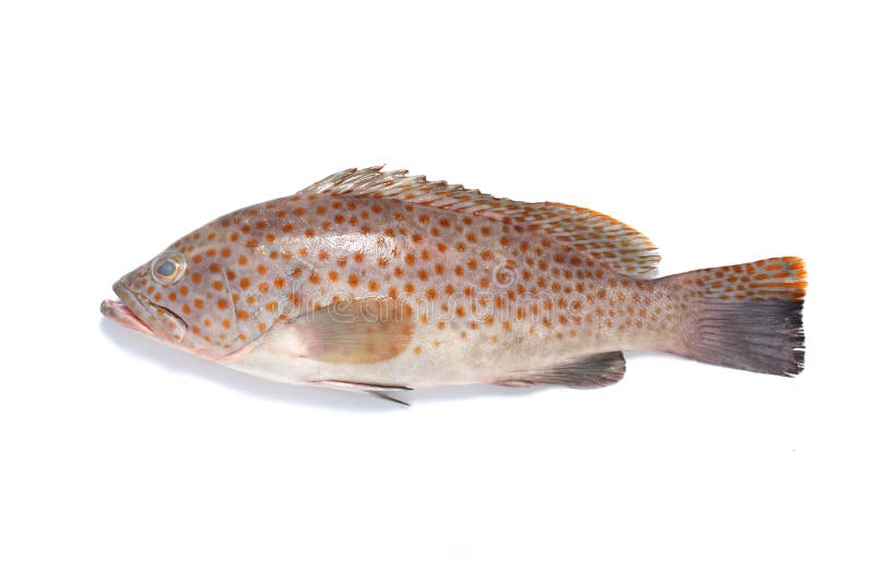 Pescados de Garoupa imagen de archivo. Imagen de aletas - 11898143