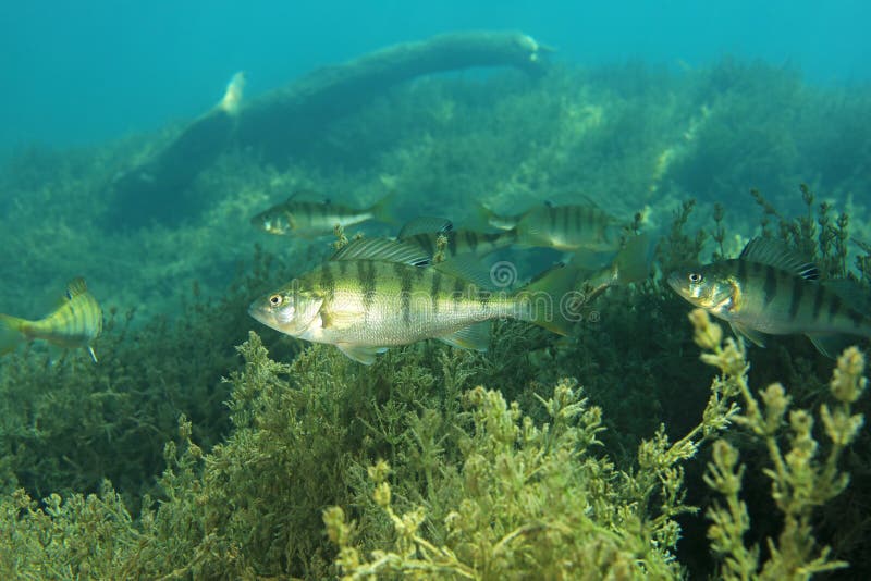 Pescados De La Perca Europea Foto de archivo - Imagen de freshwater ...