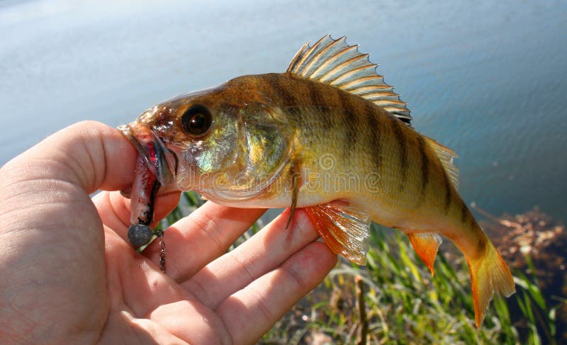 Pescados De La Perca Europea Foto de archivo - Imagen de modelo, pesca ...