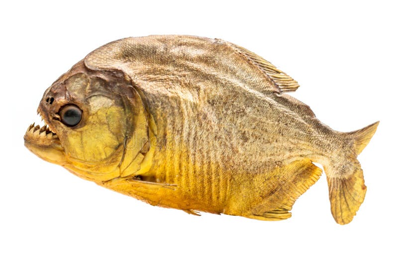 Pescados De La Piraña Aislados En El Fondo Blanco Fotos De Stock ...