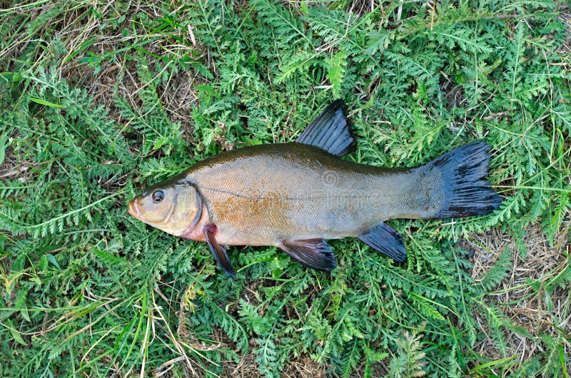 Tencas foto de archivo. Imagen de pescados, ocio, boca - 76529690