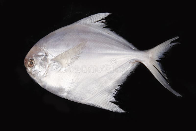Pescados de mar imagen de archivo. Imagen de salud, aleta - 11946887