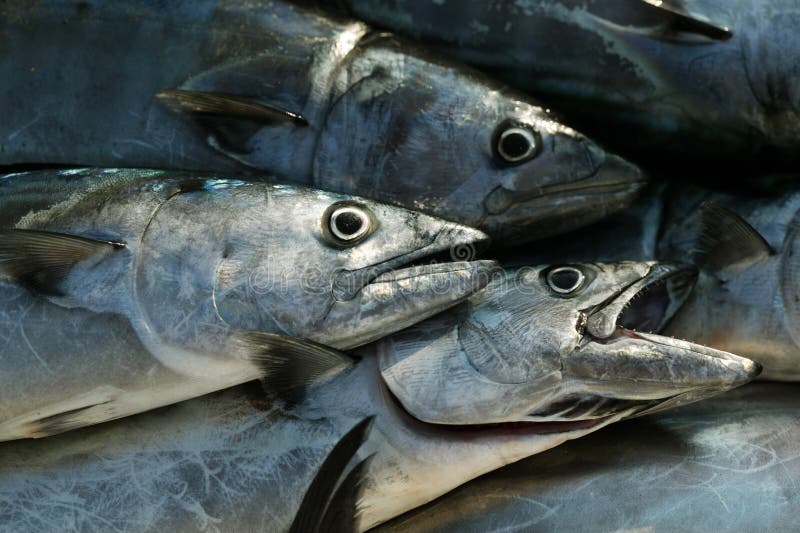 Pescados de mar imagen de archivo. Imagen de retén, mercado - 1431877