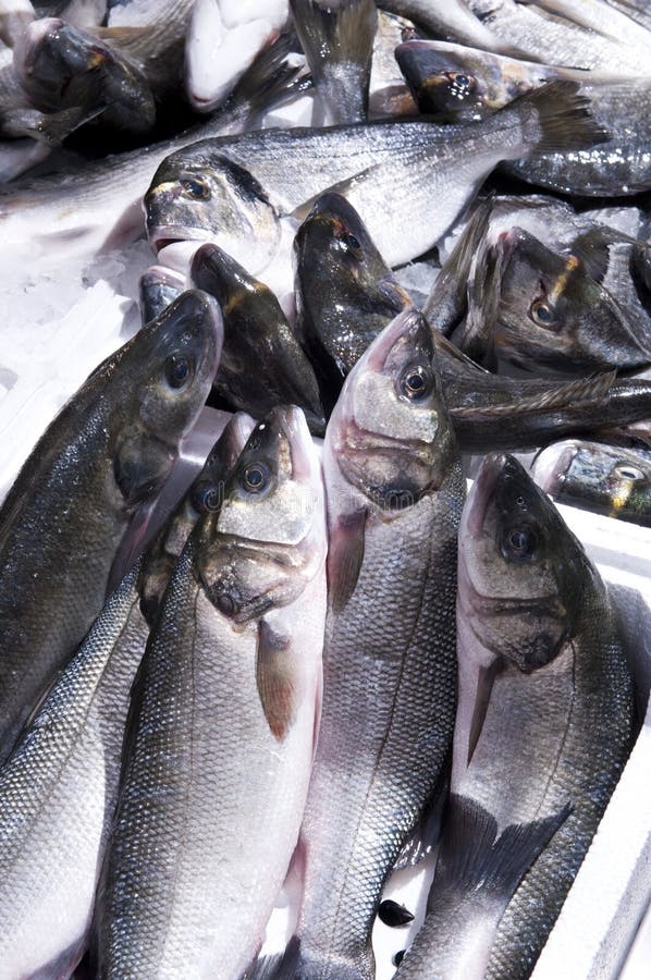 Pescados de mar imagen de archivo. Imagen de hueso, pescados - 24191691