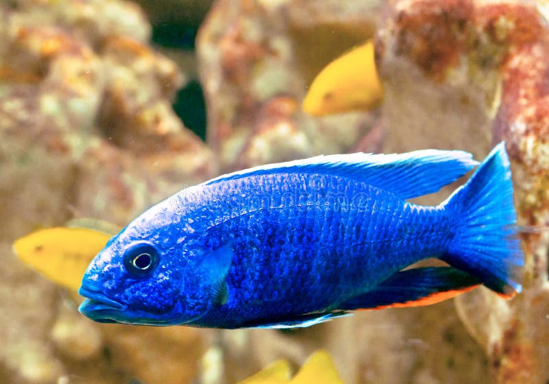 Pescados de mar imagen de archivo. Imagen de colorido - 33371755