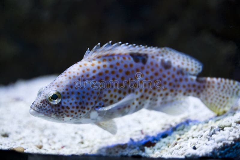 Pescados de mar foto de archivo. Imagen de animales, criatura - 7384524