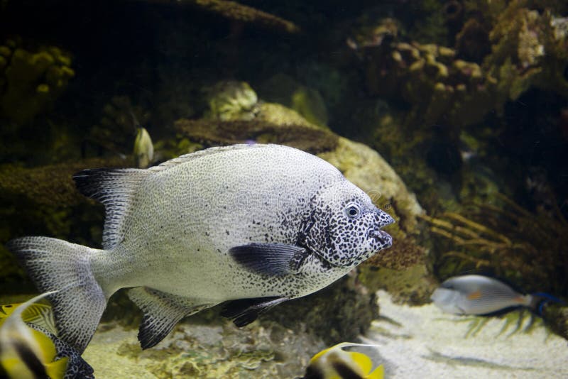 Pescados de mar foto de archivo. Imagen de océano, salvaje - 7386744