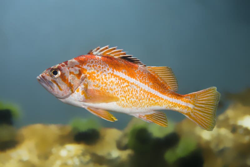 Pescados De Mar De Coldwater Imagen de archivo - Imagen de acuario ...