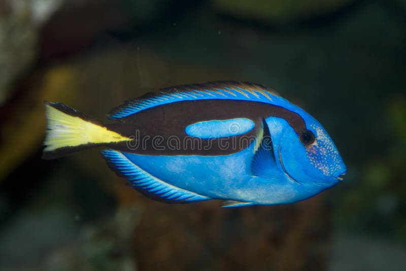 Pescados de mar hermosos imagen de archivo. Imagen de tanque - 7345919