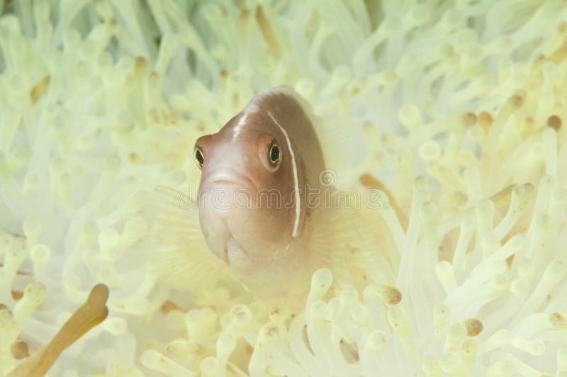 Pescados de Nemo imagen de archivo. Imagen de azul, colorido - 18235481