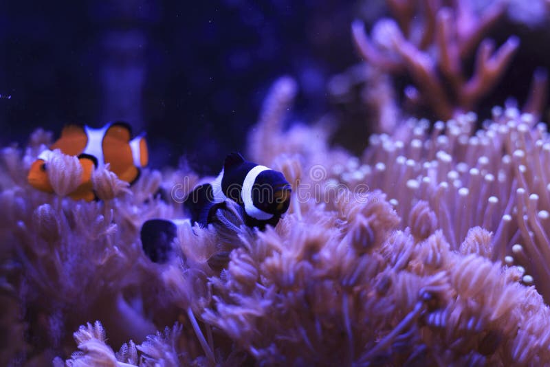Pescados de Nemo imagen de archivo. Imagen de lindo, recorrido - 43724135