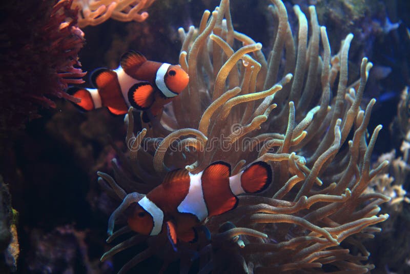 Pescados De Nemo (pescados Del Payaso) Foto de archivo - Imagen de ...