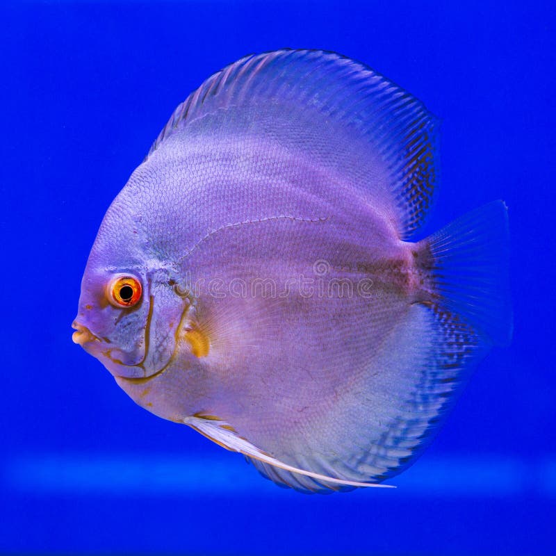 Copete Y X28; Discus& X29; Pescados Con El Espacio De La Copia Imagen ...