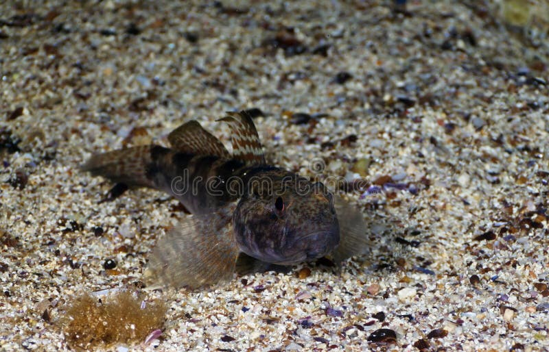 El Olm O El Proteus O El Anguinus Del Proteus Es Una Salamandra ...