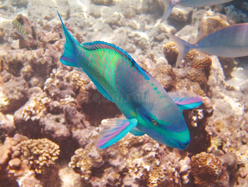 Pescados del loro foto de archivo. Imagen de colorido - 20982294