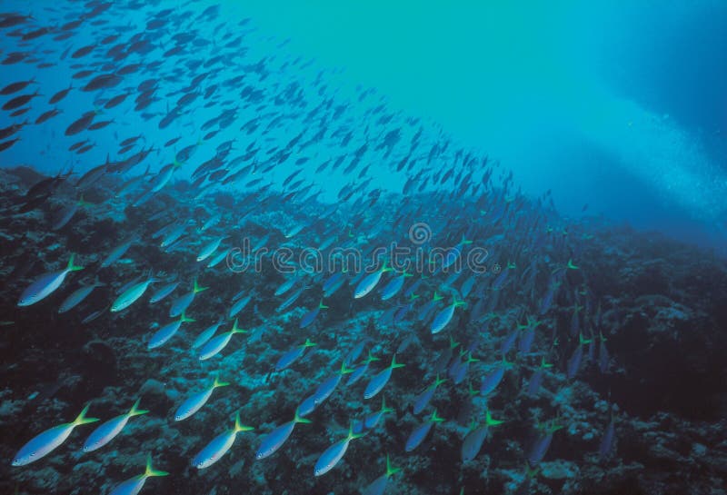 Pescados del mar foto de archivo. Imagen de cuento, ojos - 943506